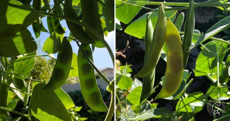 How to Grow Lima Beans: Complete Guide & Tips for Hot Climates