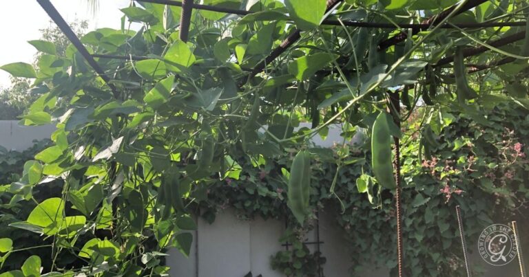 How to Grow Lima Beans: Complete Guide & Tips for Hot Climates