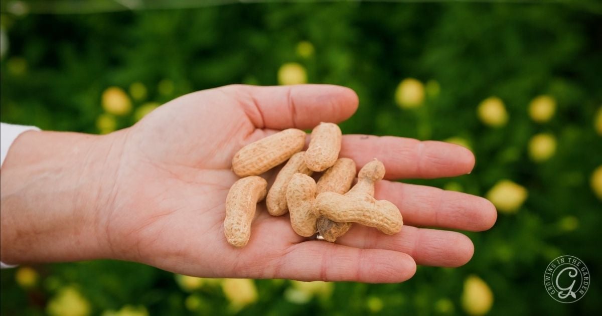 How to Grow Peanuts: Complete Guide & Tips for Hot Climates
