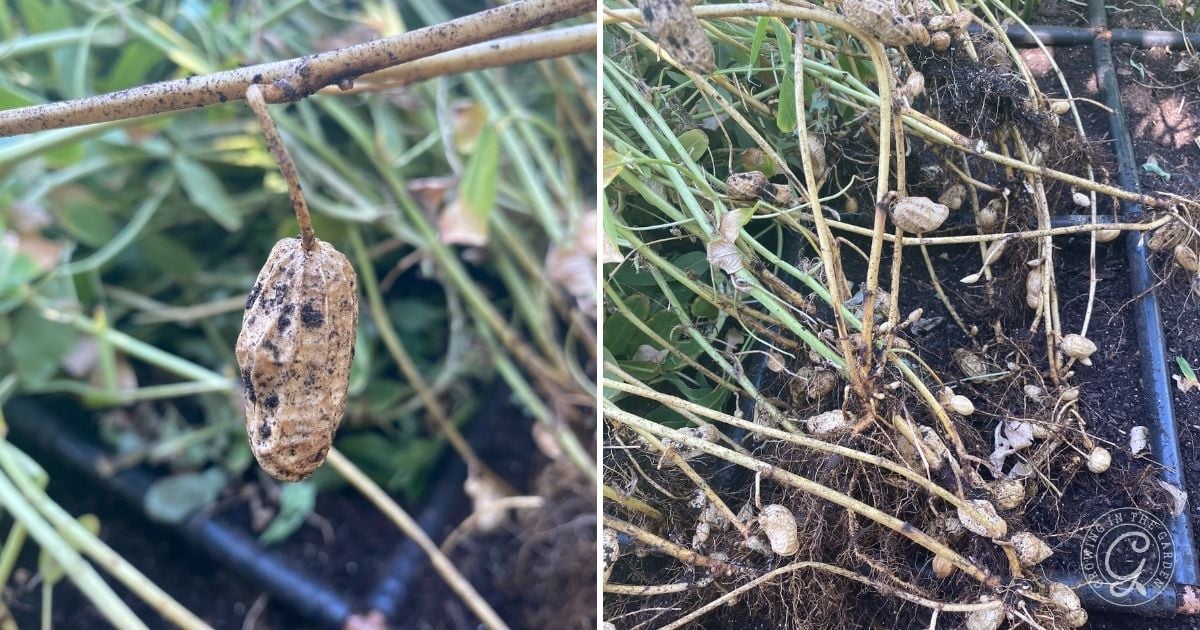 How to Grow Peanuts: Complete Guide & Tips for Hot Climates