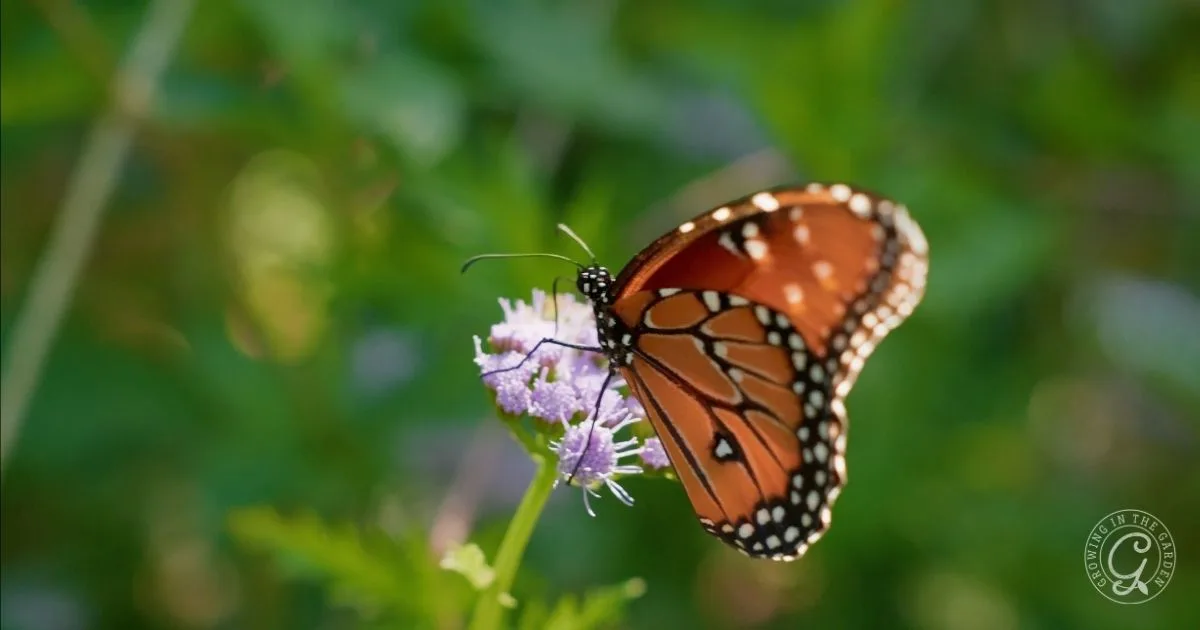 How to Grow Gregg’s Mistflower (Texas Ageratum) - Growing In The Garden